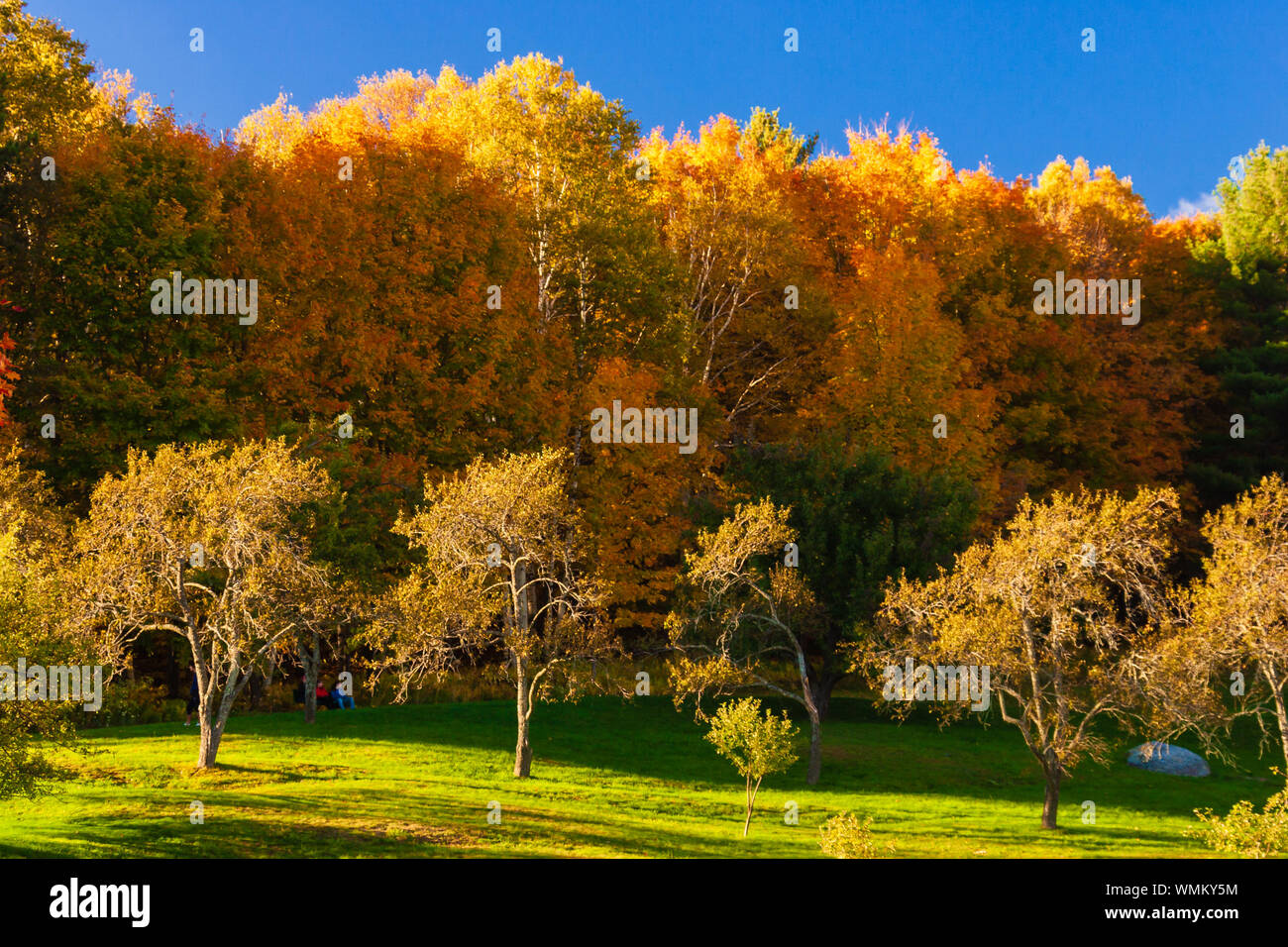 Fall foliage mountain range, Stowe Vermont, USA Stock Photo - Alamy