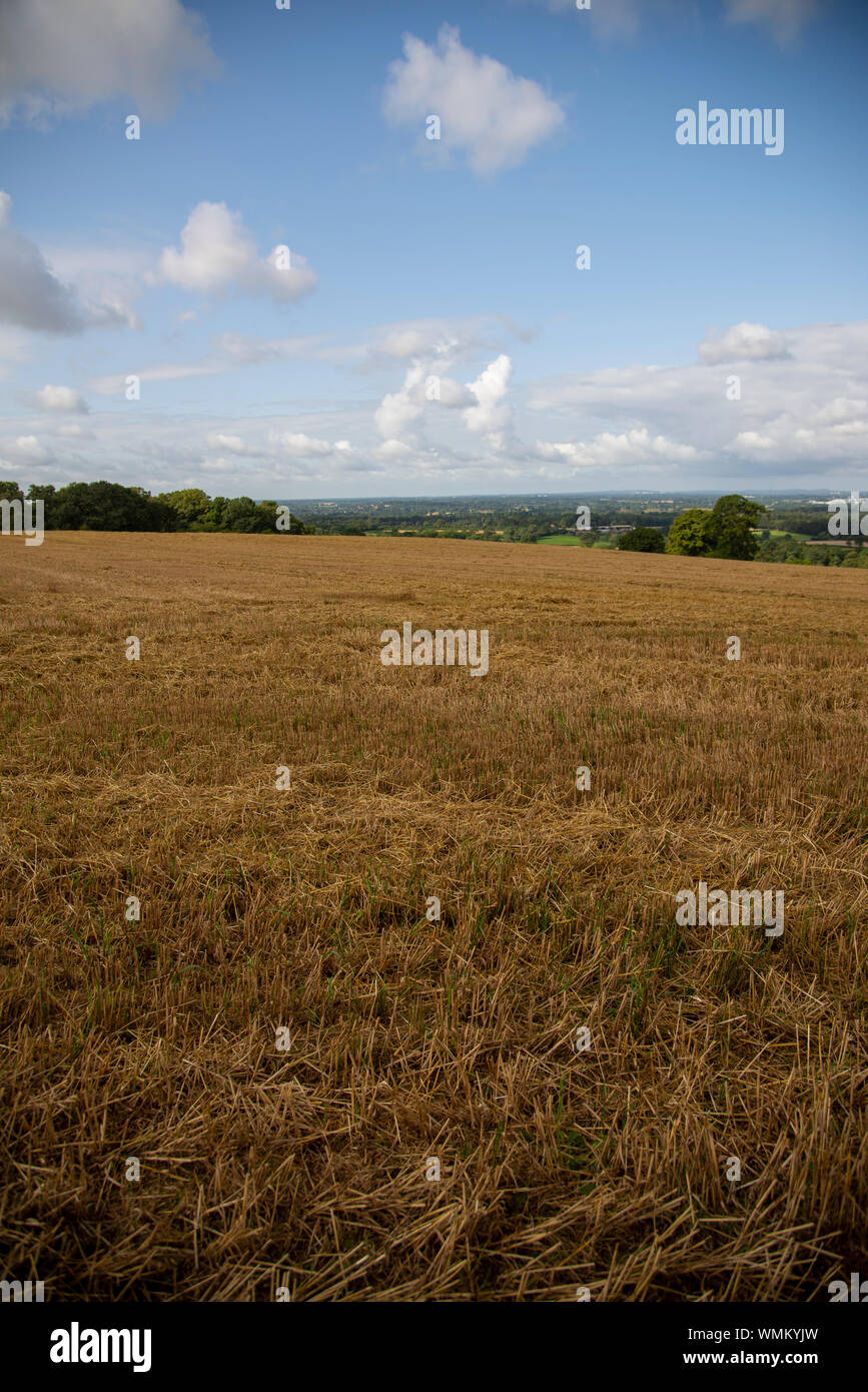 Barley crop field rural scene UK Stock Photo - Alamy