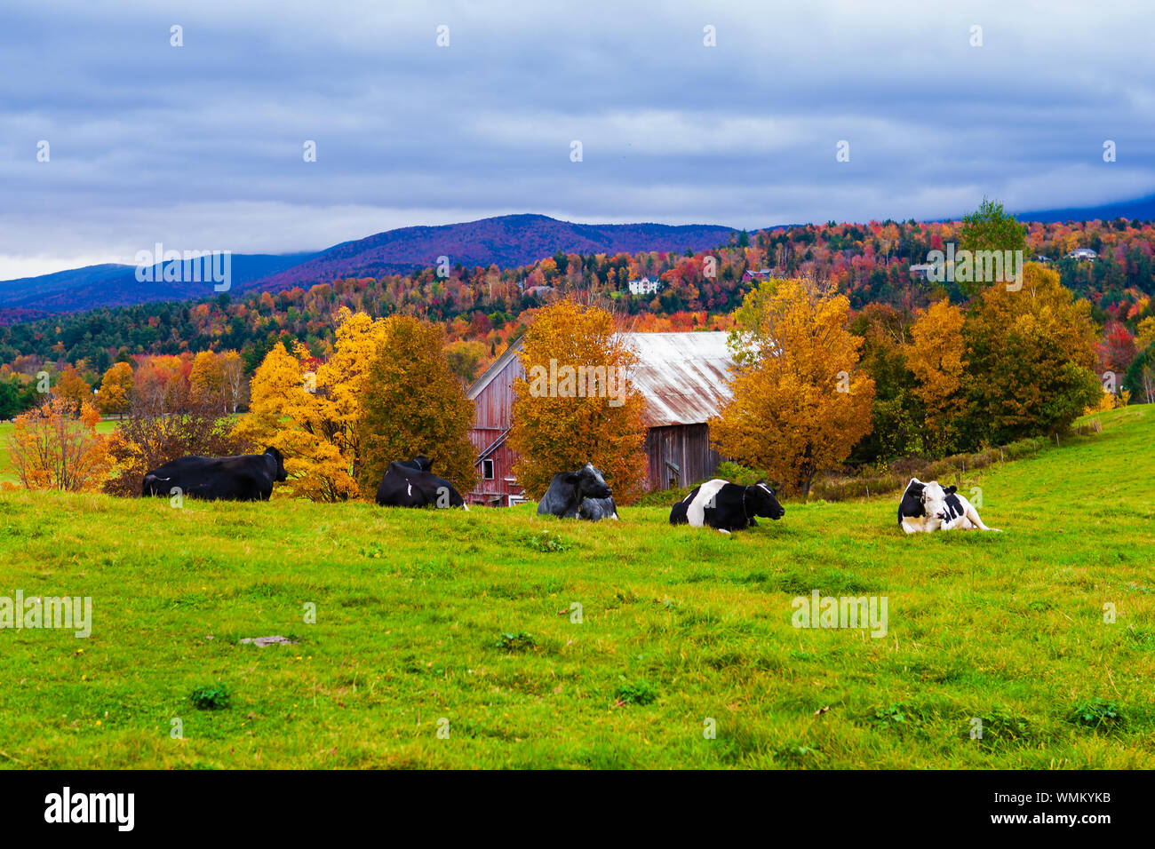 Cows And Red Barn High Resolution Stock Photography and Images - Alamy