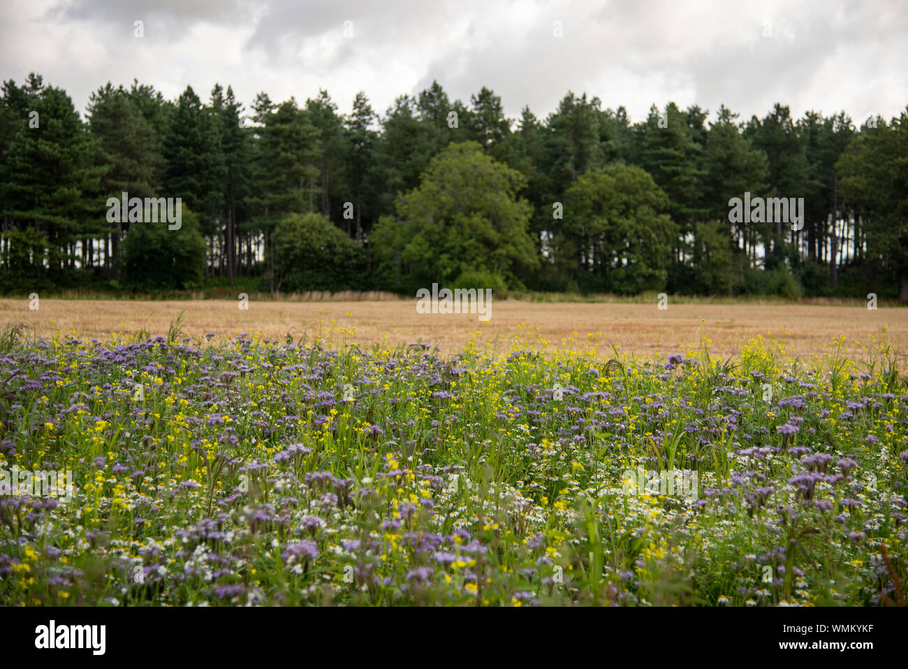 Phacelia, daisy and rapeseed field scene UK Stock Photo - Alamy