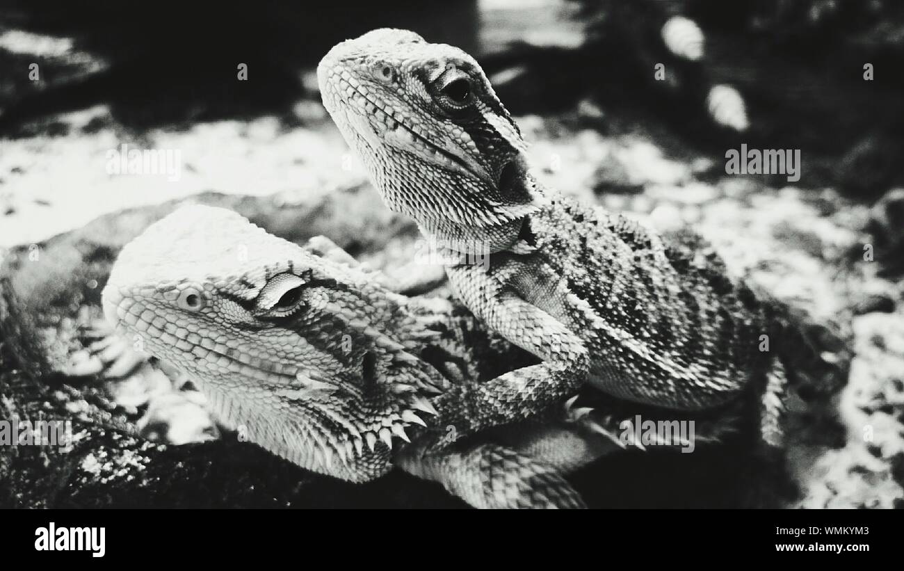 Mating lizards hi-res stock photography and images - Alamy