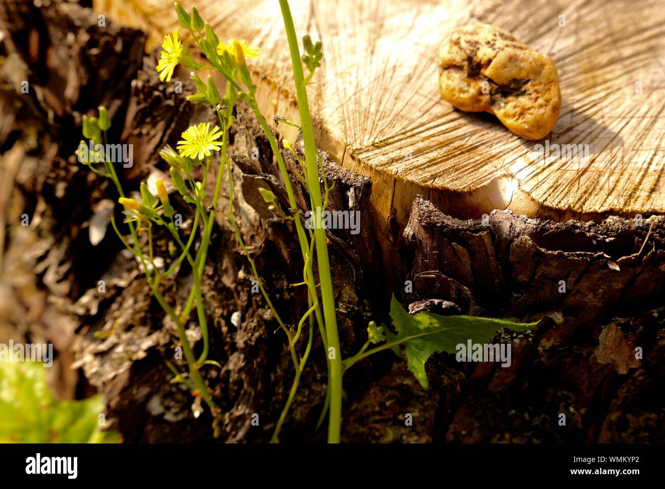 Stone Tree Stump High Resolution Stock Photography and Images - Alamy
