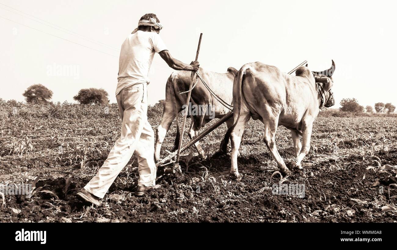 Working Bulls High Resolution Stock Photography and Images - Alamy