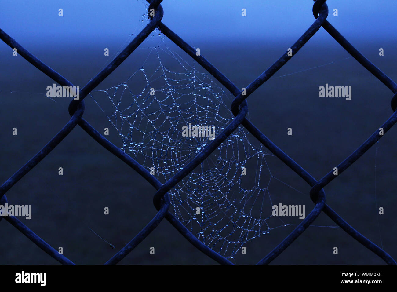 Spider Web On The Fence High Resolution Stock Photography and Images ...