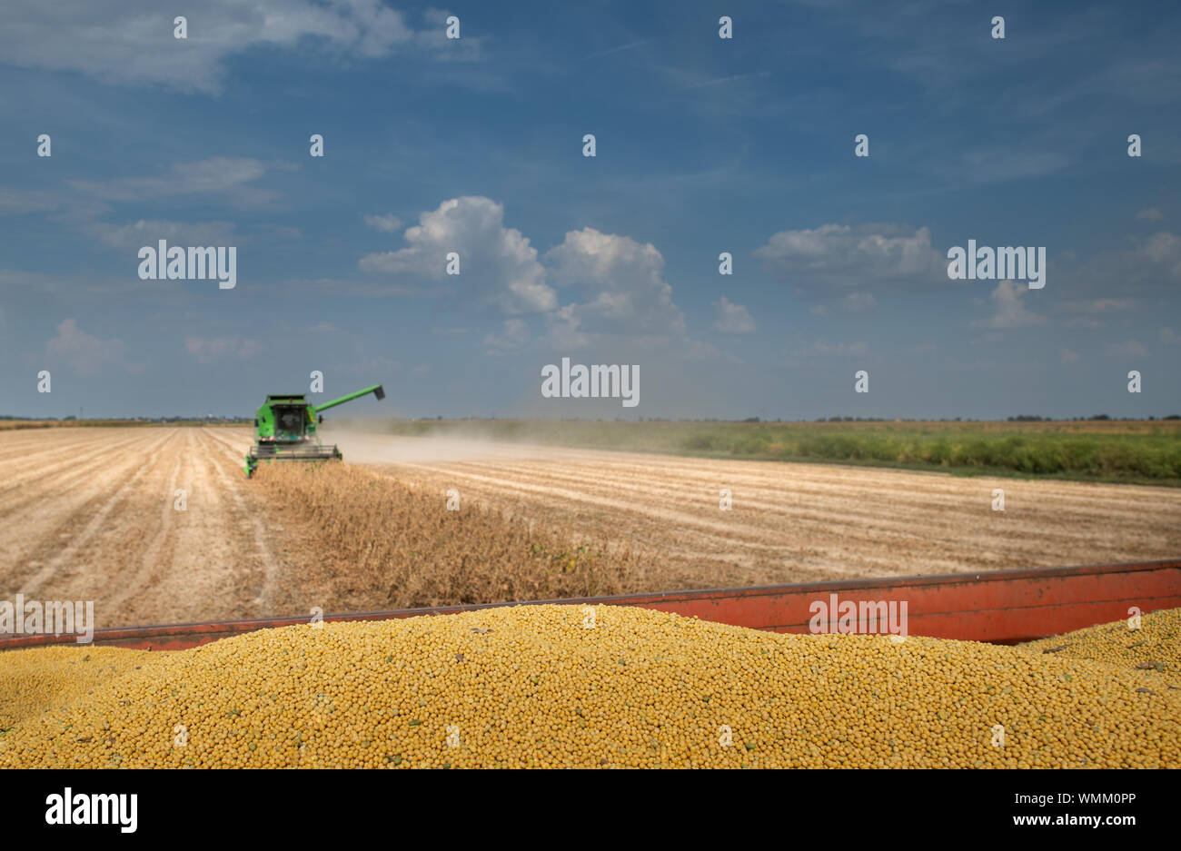 Harvesting of soybean field with combine Stock Photo - Alamy