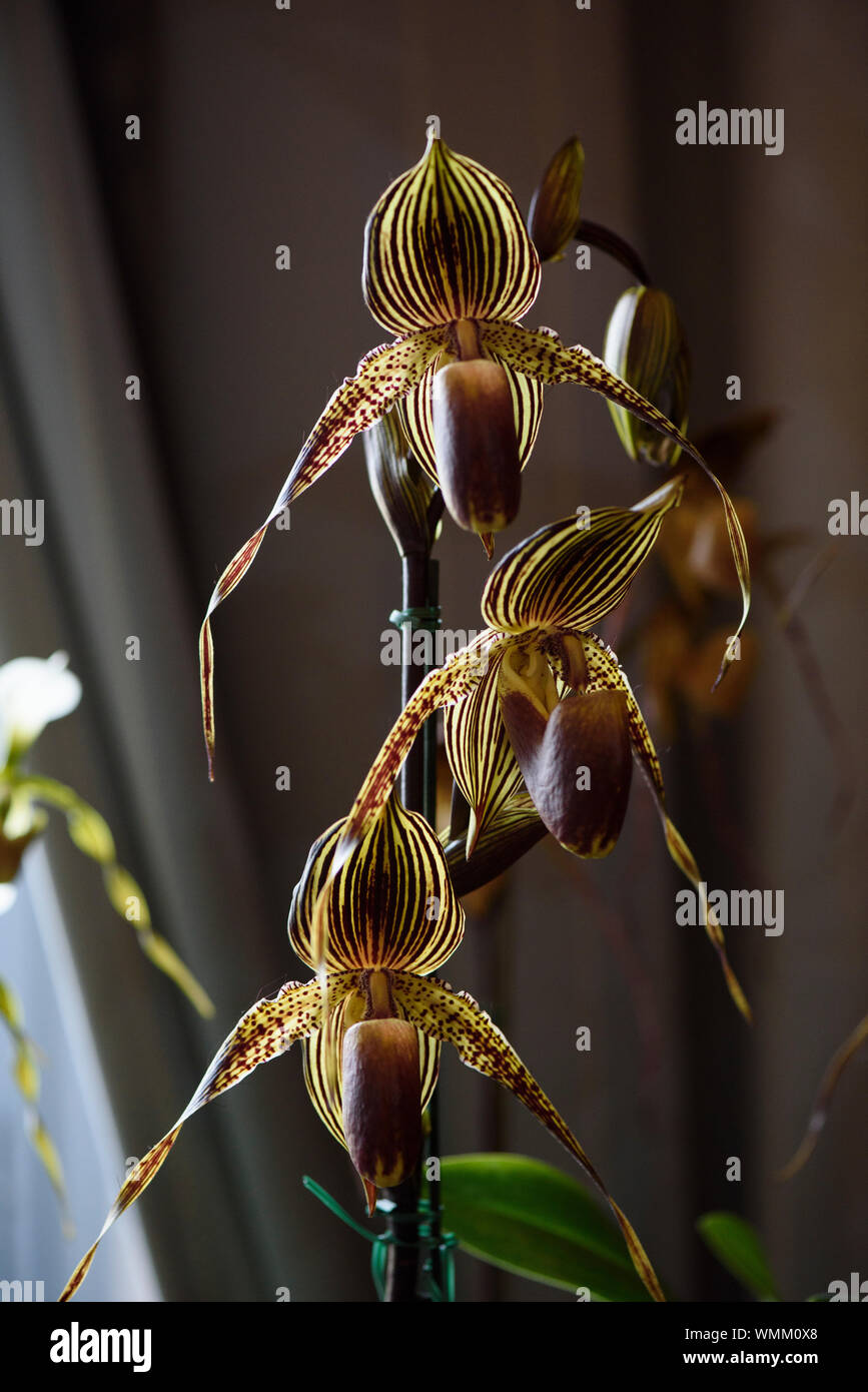 Rare Orchid, Paphiopedilum Saint Swithin, close up Stock Photo - Alamy
