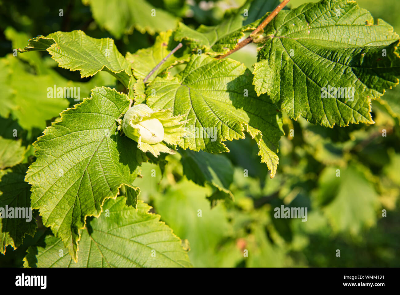 Cobnut tree hi-res stock photography and images - Alamy