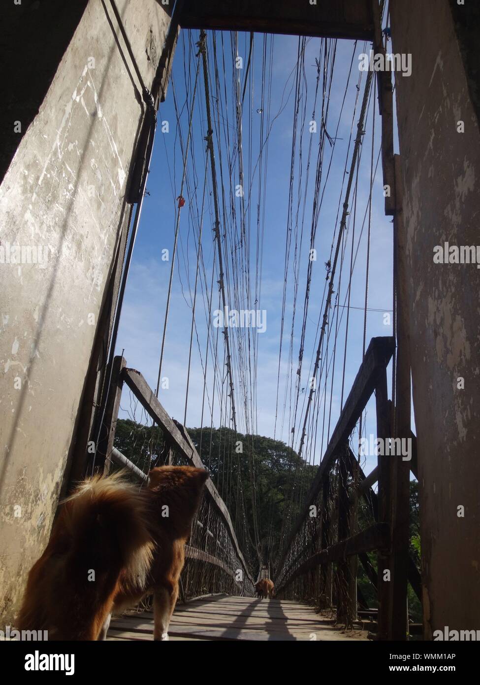 Bridge two dogs hi-res stock photography and images - Alamy