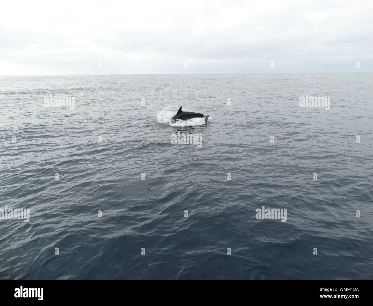 Fish jumping over sea animal wildlife hi-res stock photography and ...