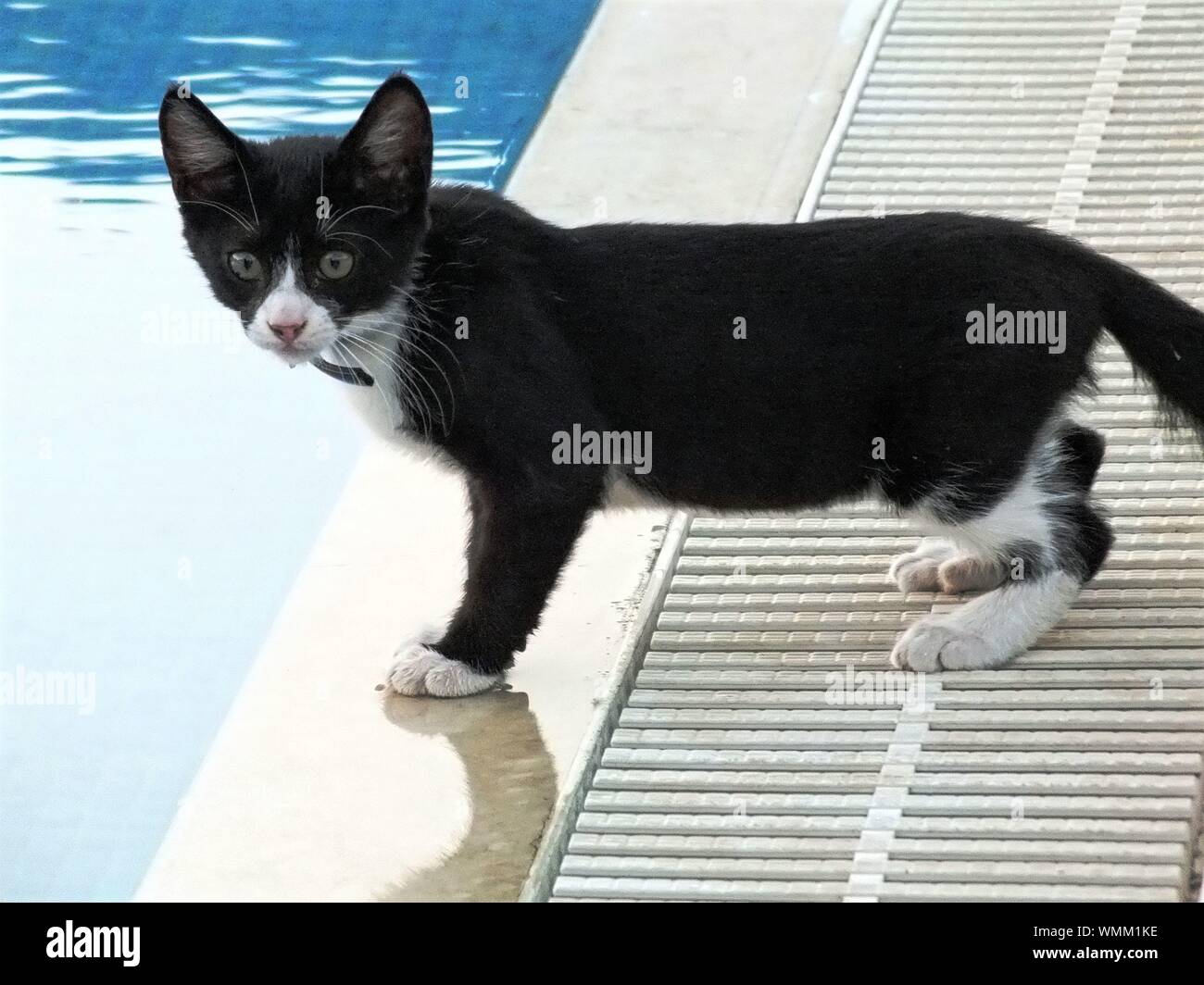 Cat pool hi-res stock photography and images - Alamy