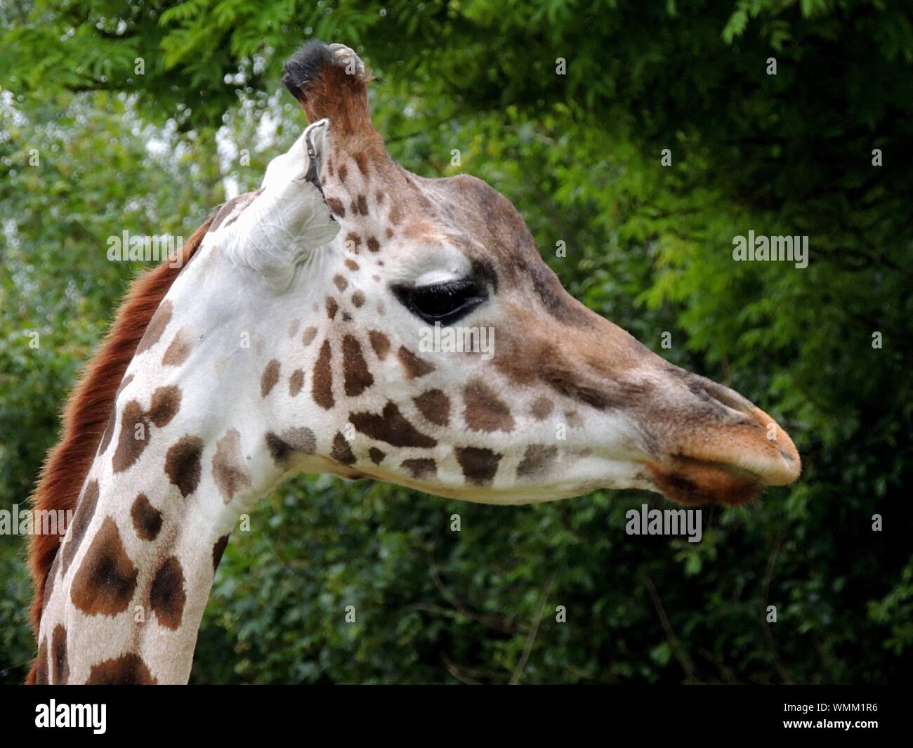 Trees profile hi-res stock photography and images - Alamy