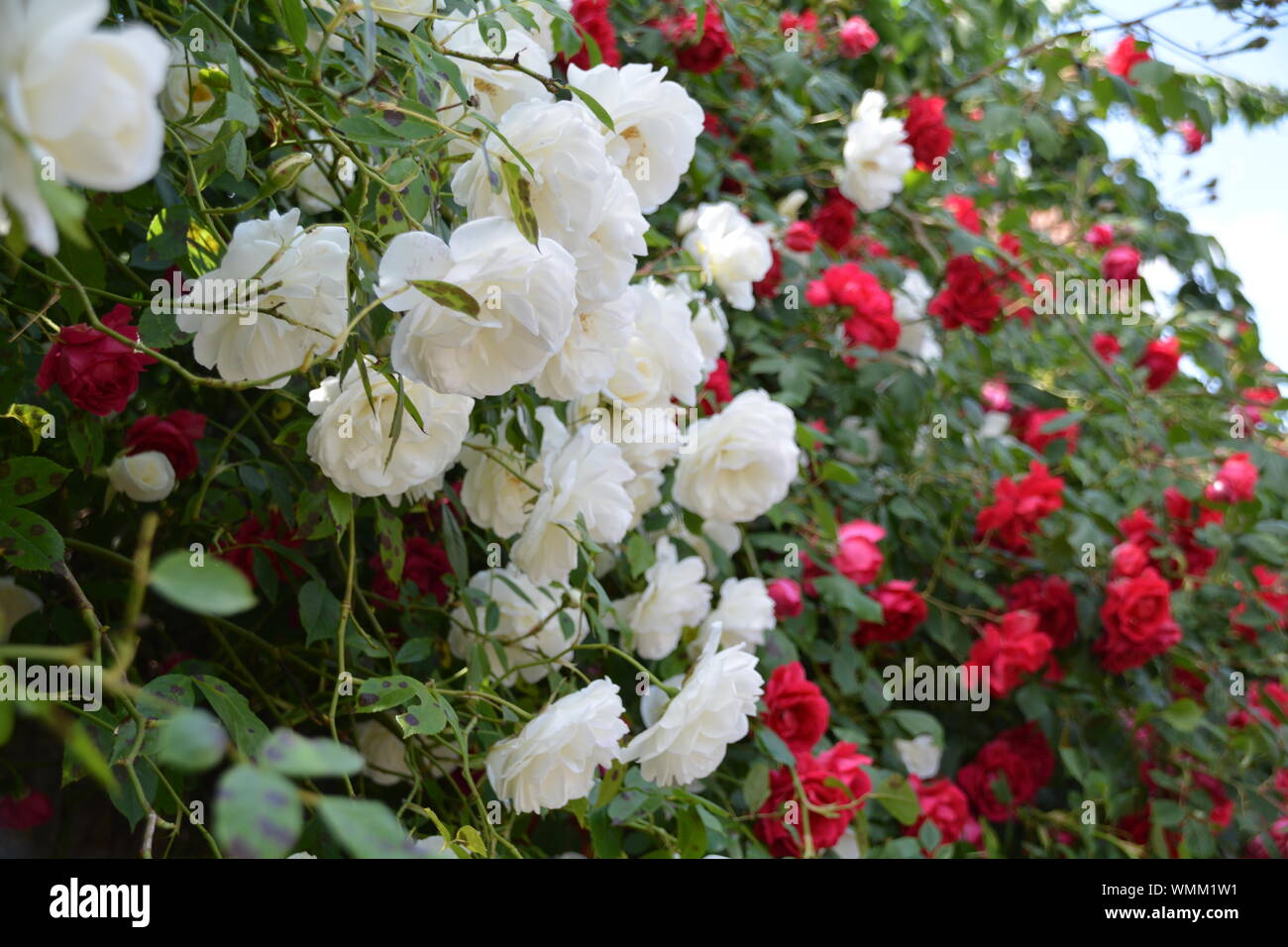 Red and white plants hi-res stock photography and images - Alamy