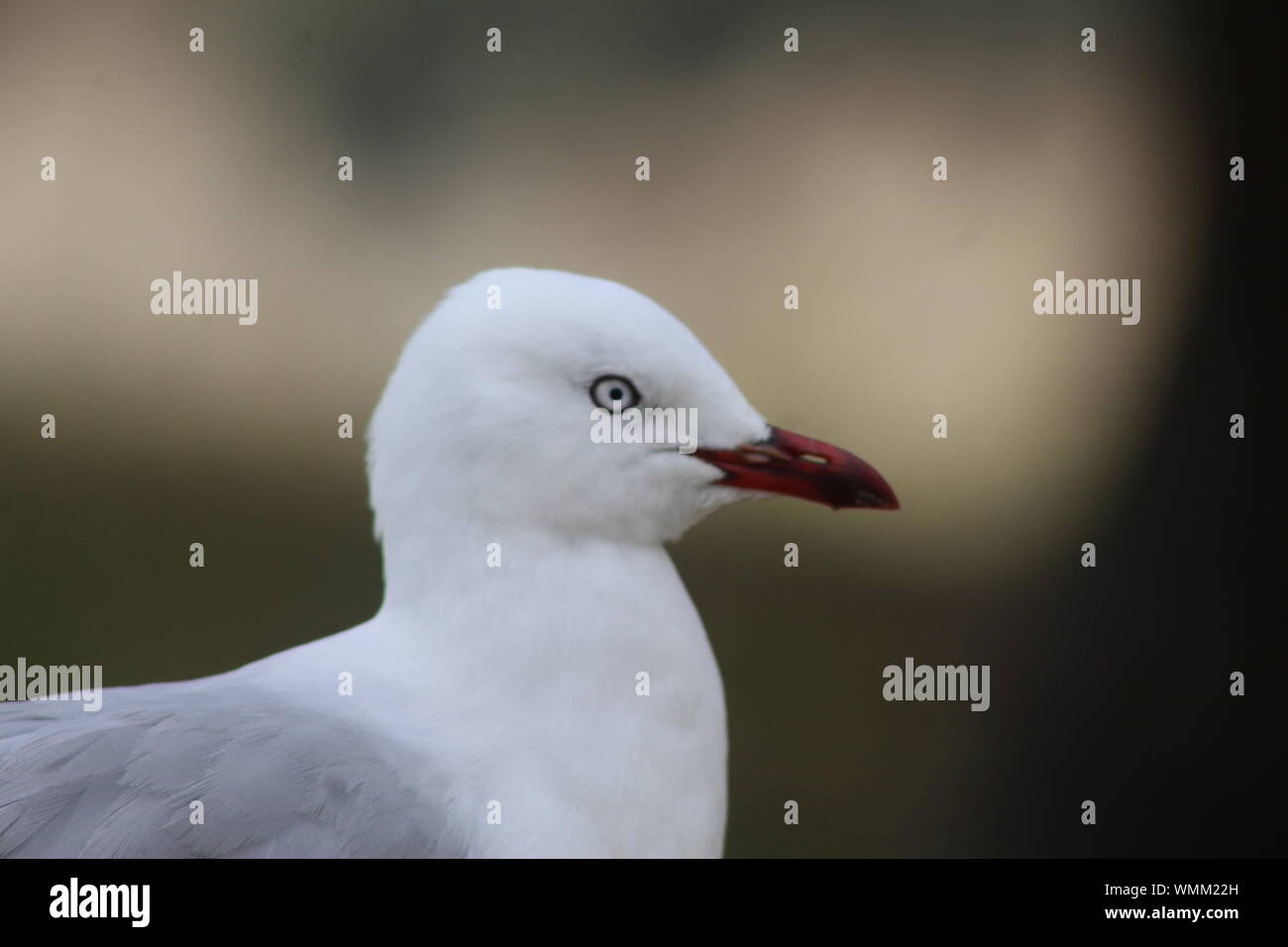 Profile of seagull hi-res stock photography and images - Alamy