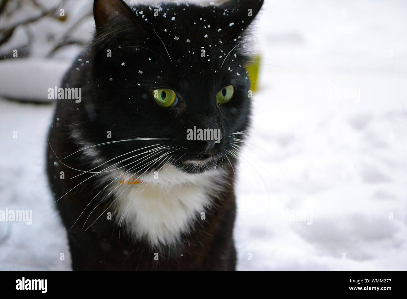 Black cat in snow hi-res stock photography and images - Alamy