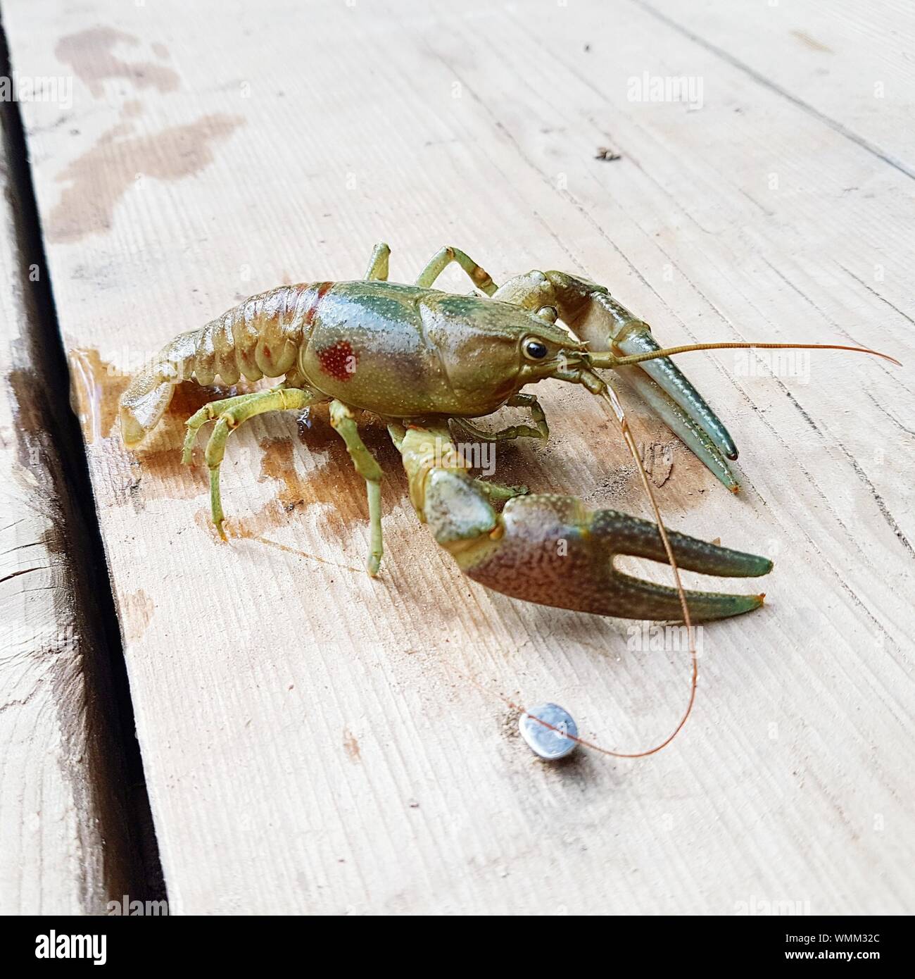 Decapoda hi-res stock photography and images - Alamy