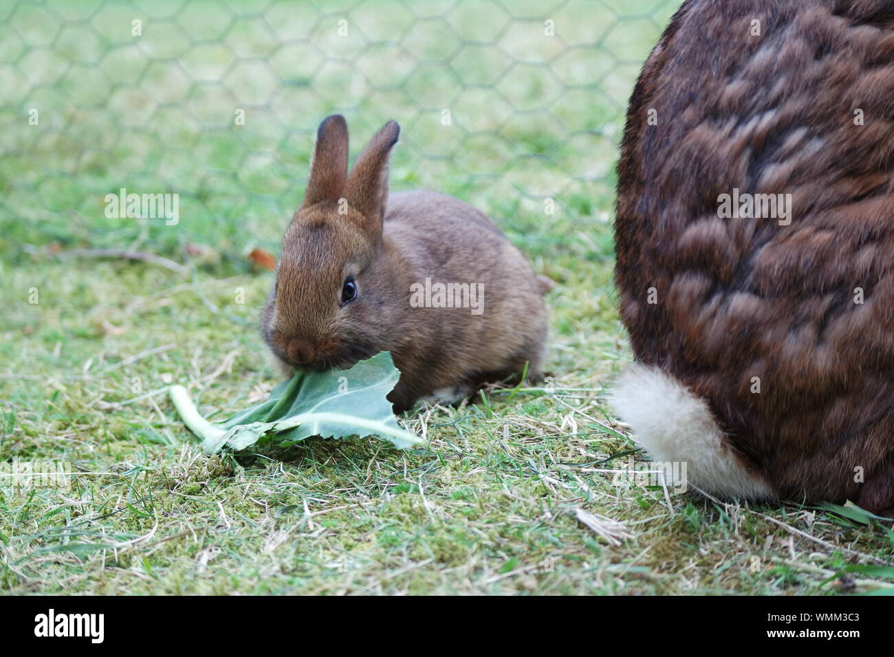 Rabbit with leaf hi-res stock photography and images - Alamy