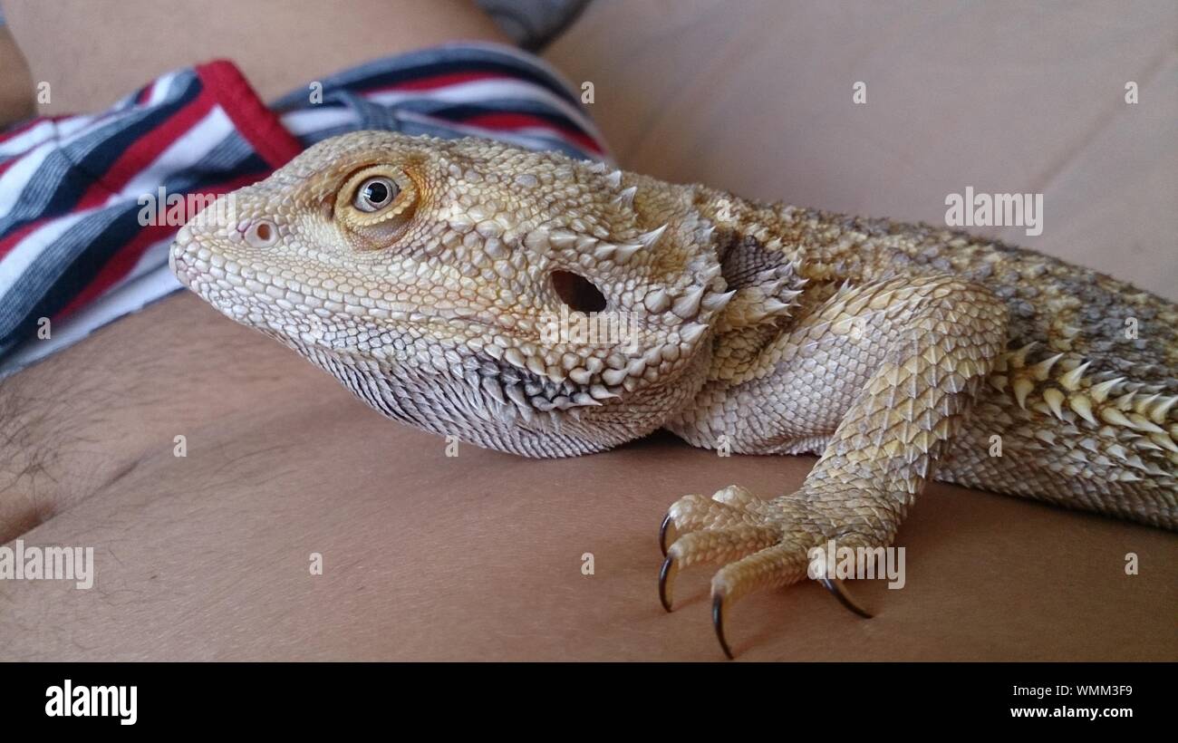 Close-up Of Lizard On Stomach At Home Stock Photo - Alamy