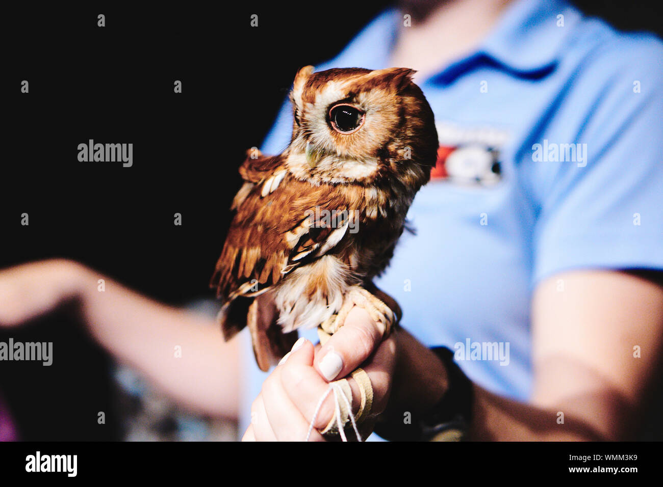 Man With Owl High Resolution Stock Photography and Images - Alamy