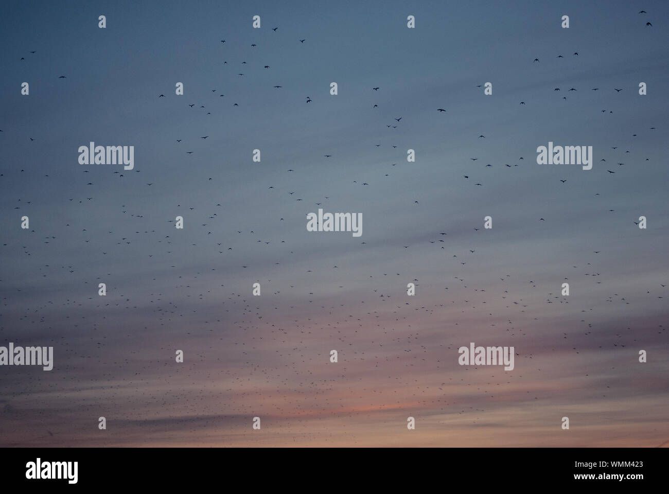Crows in sunset sky hi-res stock photography and images - Alamy