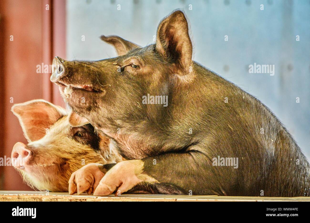 Rearing pigs hi-res stock photography and images - Alamy