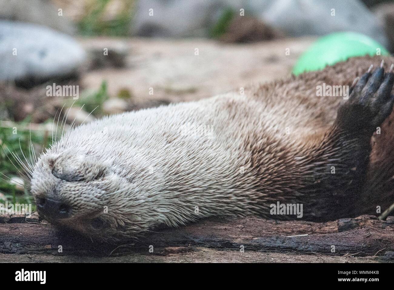 Otter Lying Down High Resolution Stock Photography and Images - Alamy