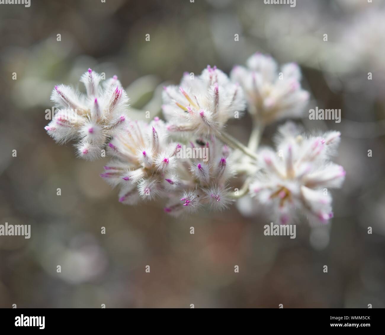 Mulla mulla hi-res stock photography and images - Alamy