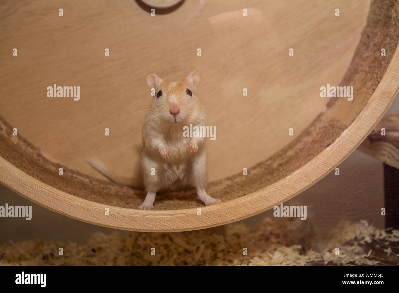 Mouse exercise hi-res stock photography and images - Alamy