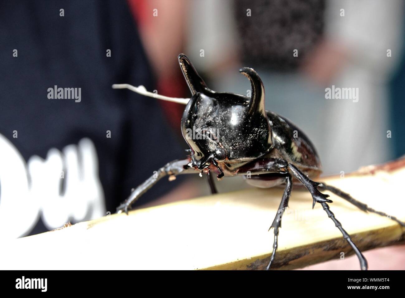 Three horned rhinoceros beetle hi-res stock photography and images - Alamy