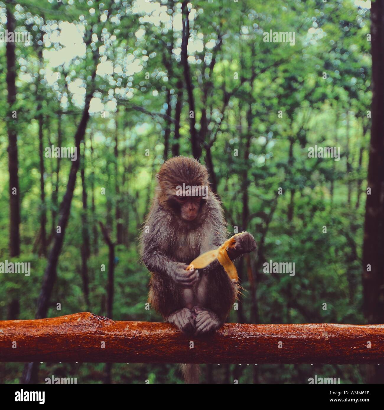 Monkey sitting on railing hi-res stock photography and images - Alamy
