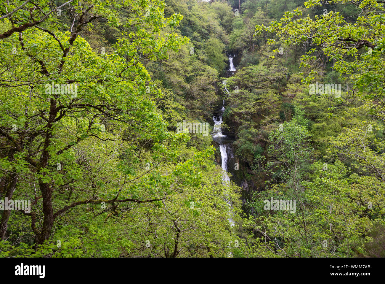 Aberystwyth devils bridge waterfalls hi-res stock photography and ...