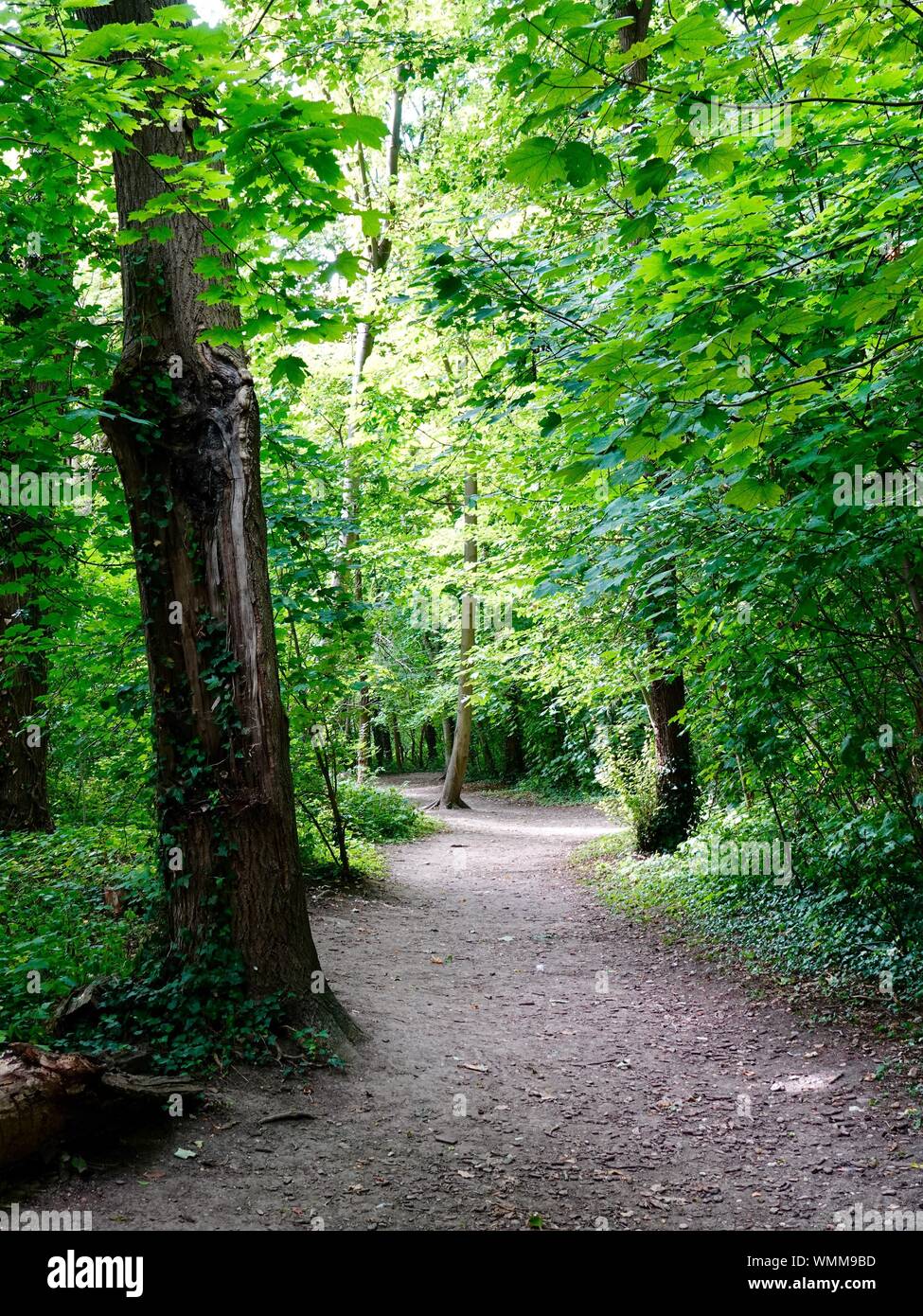 Forest path on Île Nancy, Andrésy, France Stock Photo - Alamy