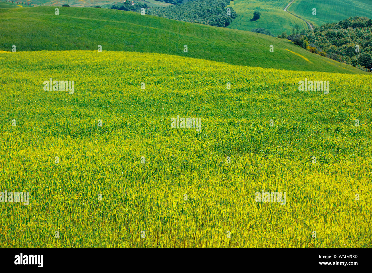 Beautiful landscape, spring nature. Grass texture. Nature landscape ...