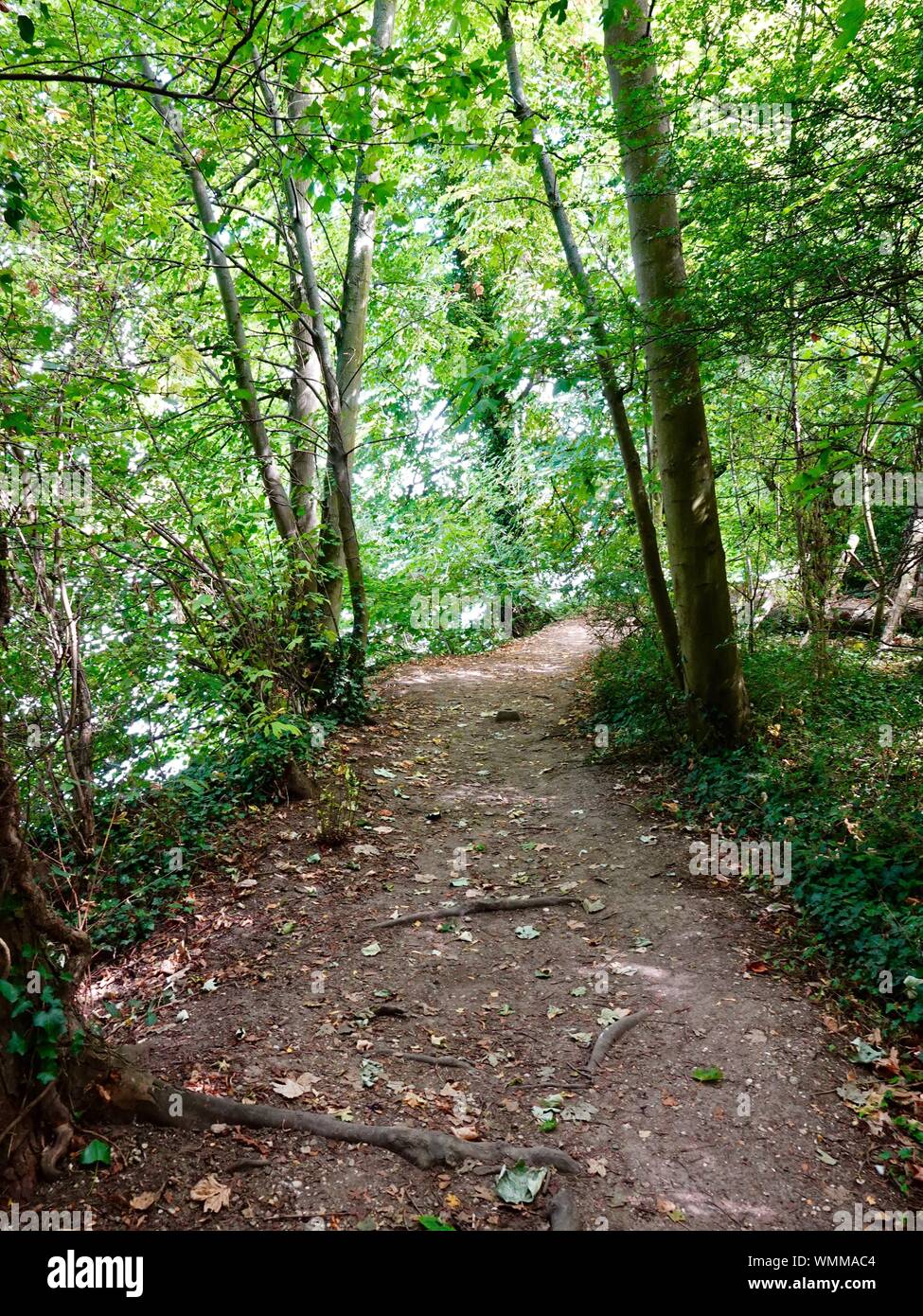 Forest path on Île Nancy, Andrésy, France Stock Photo - Alamy