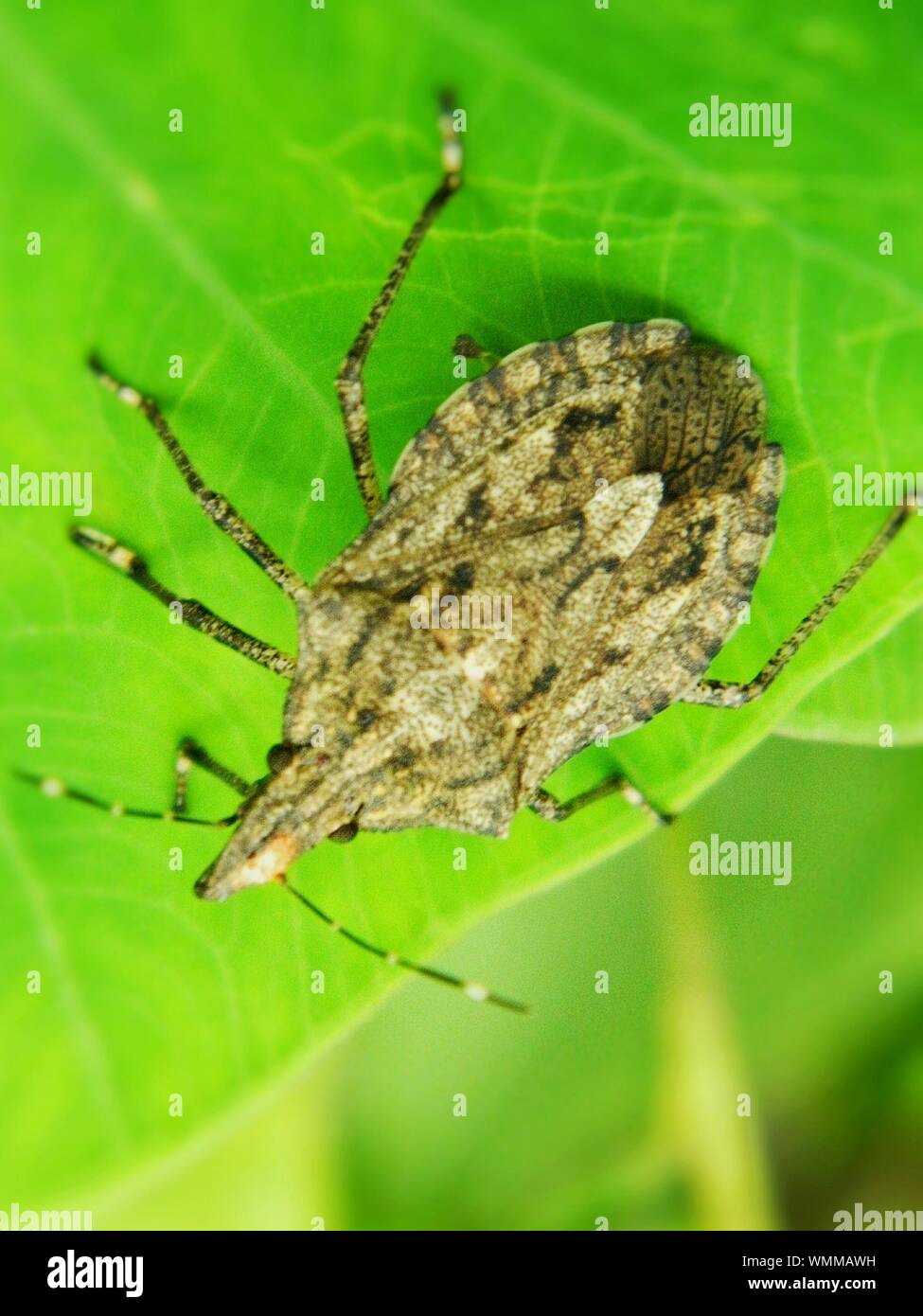 Marmorated stink bug hi-res stock photography and images - Alamy