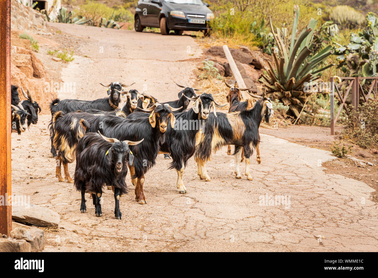 Goat farming spain hi-res stock photography and images - Alamy