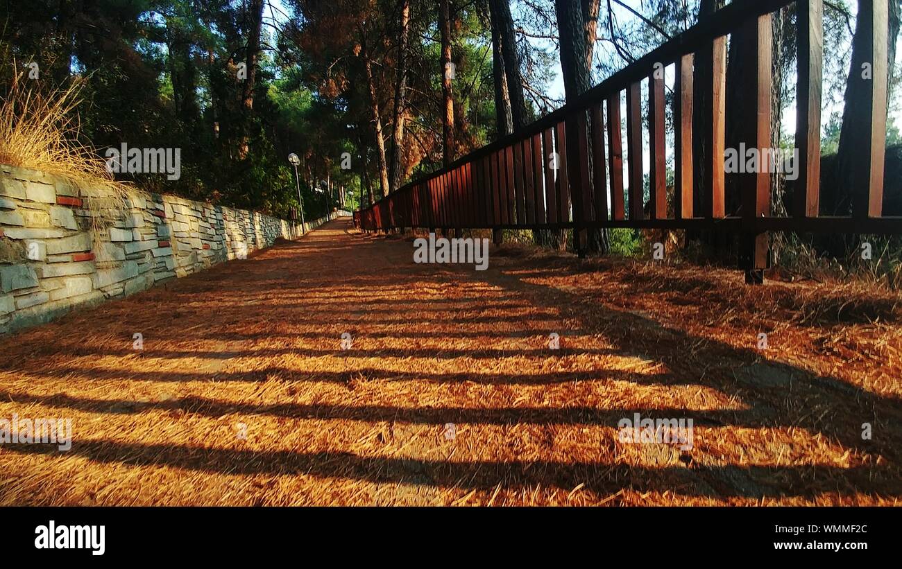 Tree shadow on pathway hi-res stock photography and images - Alamy