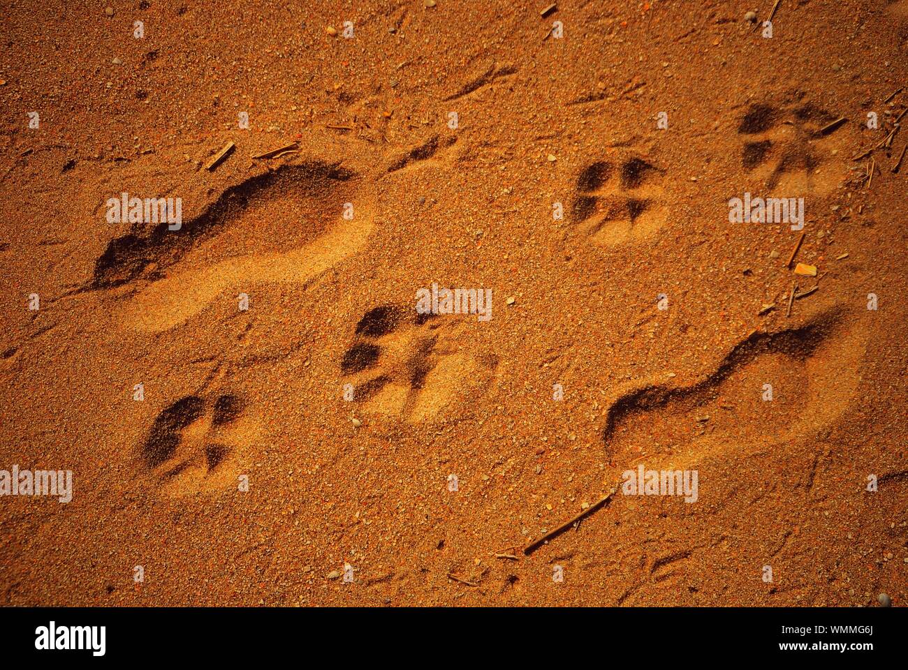 Beach paw prints hi-res stock photography and images - Alamy