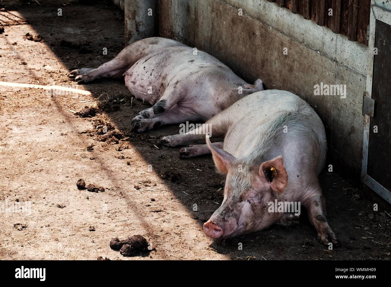 Two sleeping pigs hi-res stock photography and images - Alamy