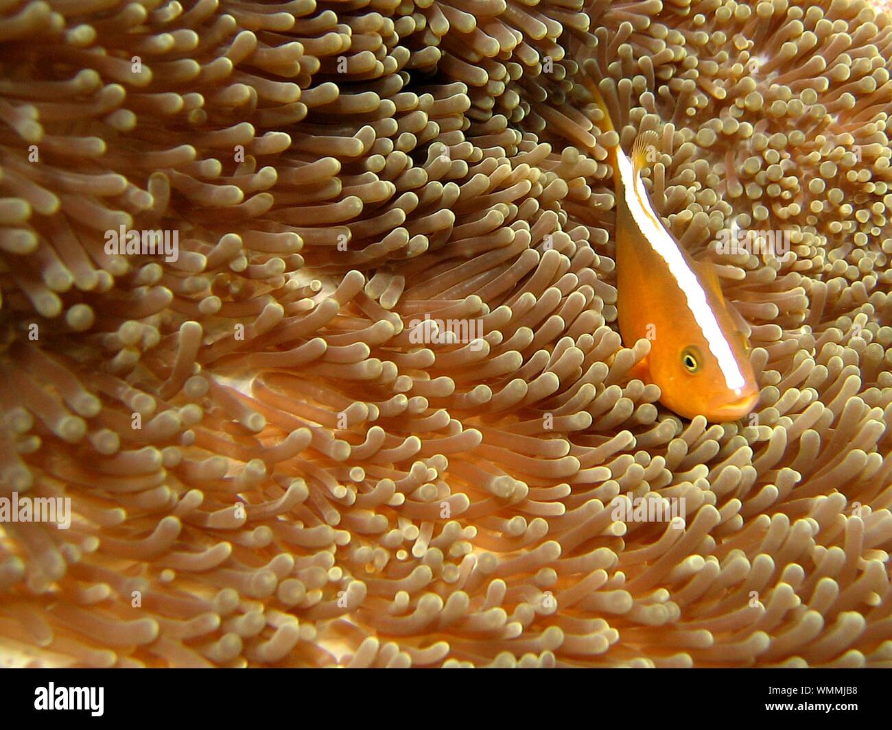 Selective closeup shot of Ocellaris clownfish (nemo) among coral reefs ...
