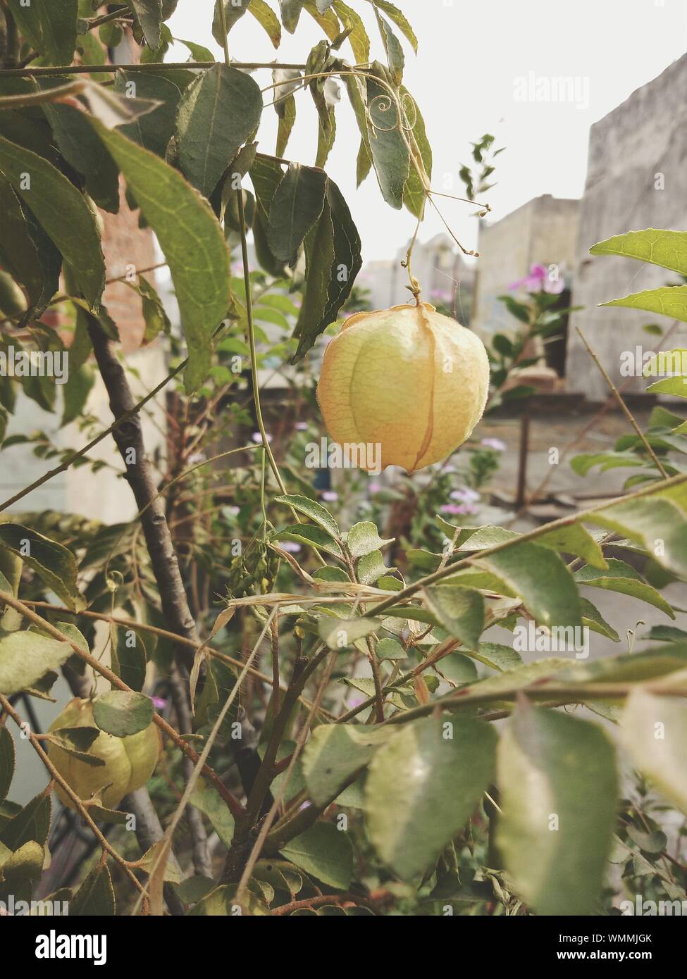 Cherry growing hi-res stock photography and images - Alamy