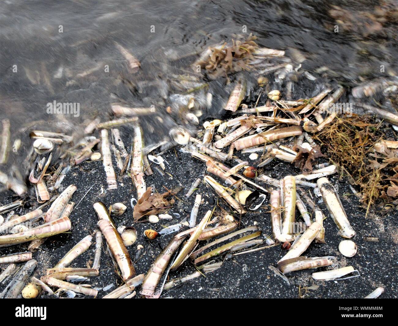 Garbage of sea hi-res stock photography and images - Alamy