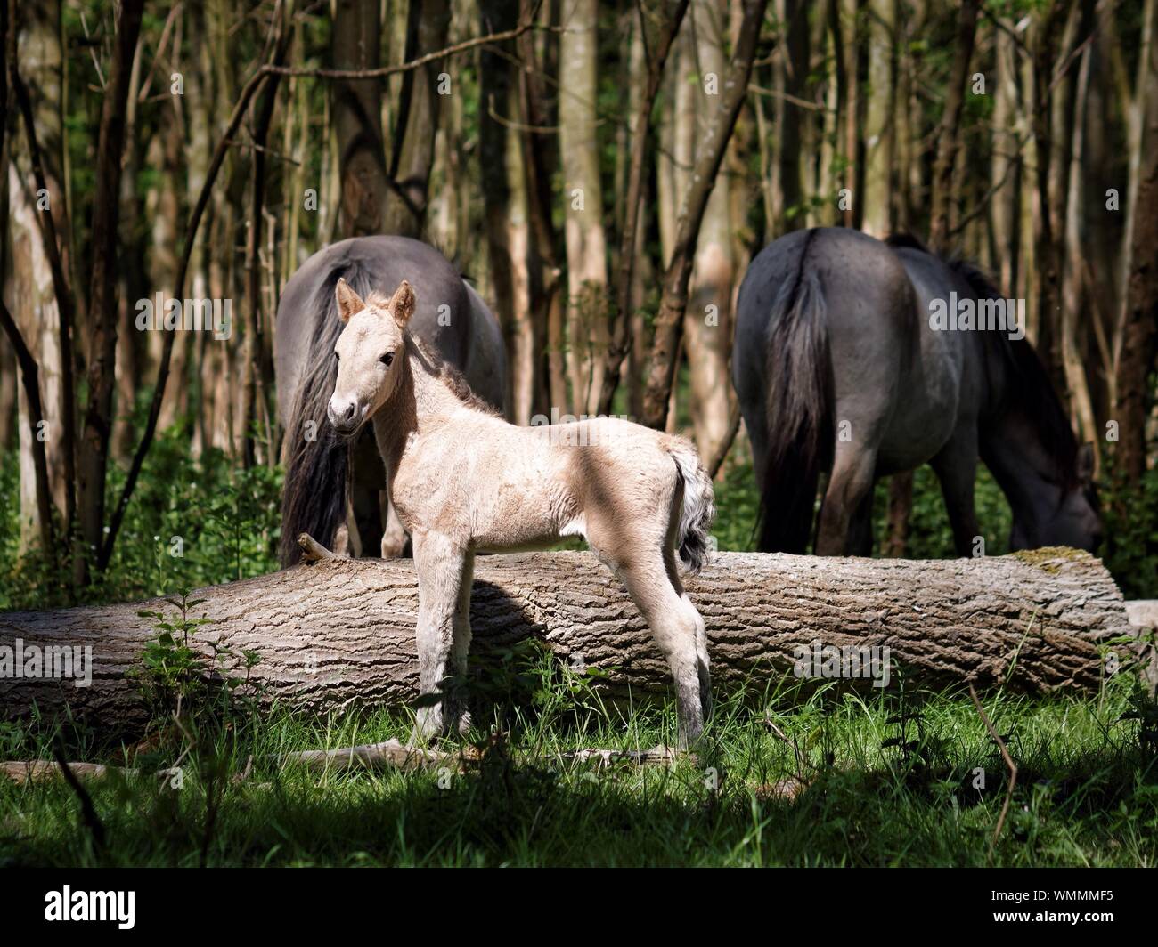 Black horse rear log hi-res stock photography and images - Alamy
