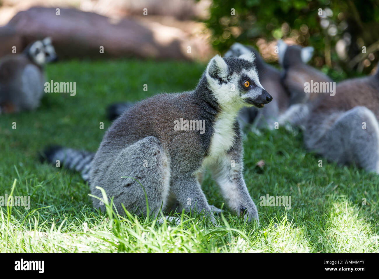 Lemur cat hi-res stock photography and images - Alamy