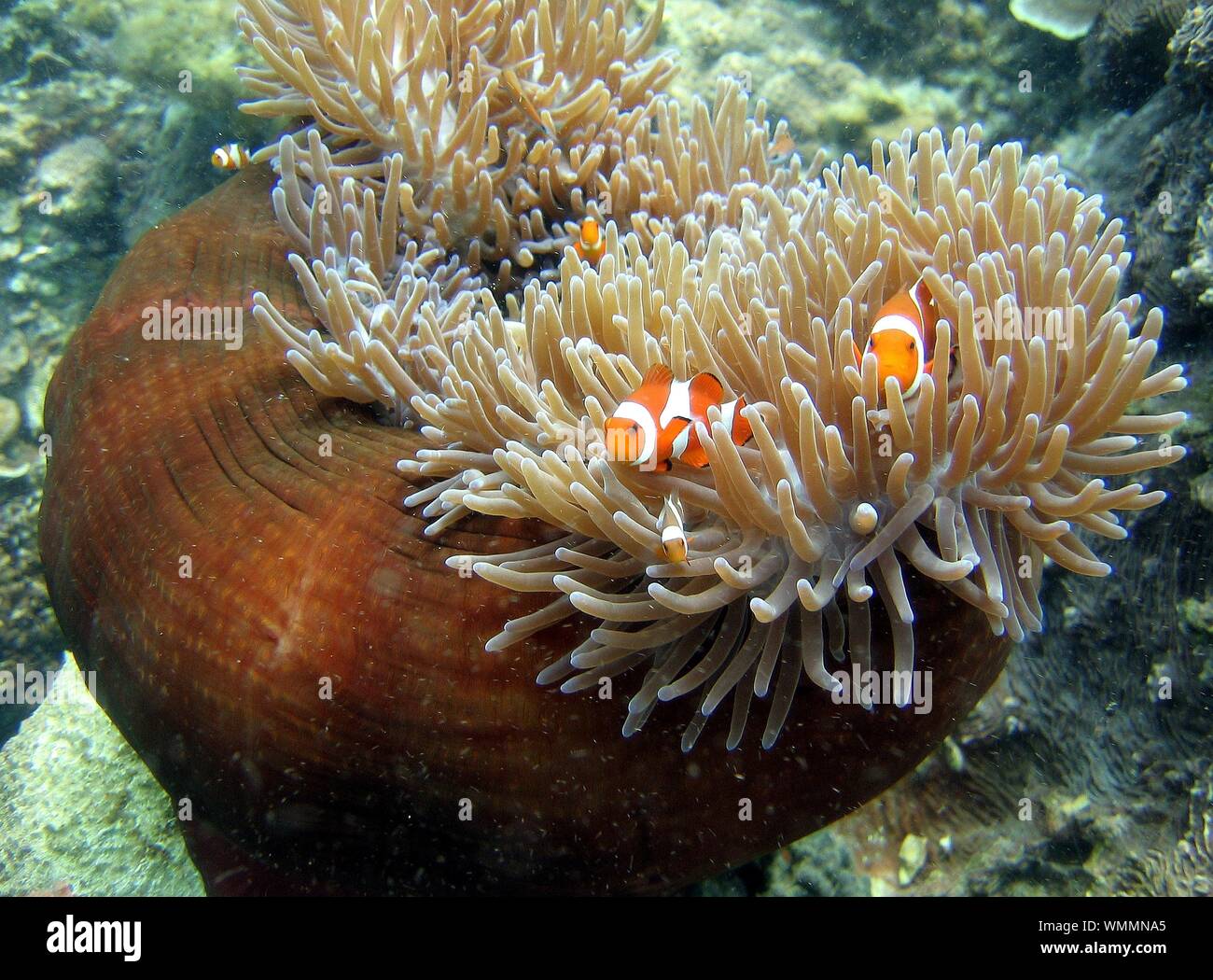 Selective closeup shot of Ocellaris clownfish (nemo) among coral reefs ...