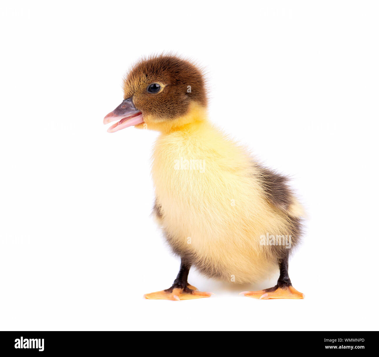 Newborn duckling isolated on white background. Duck with clipping path ...