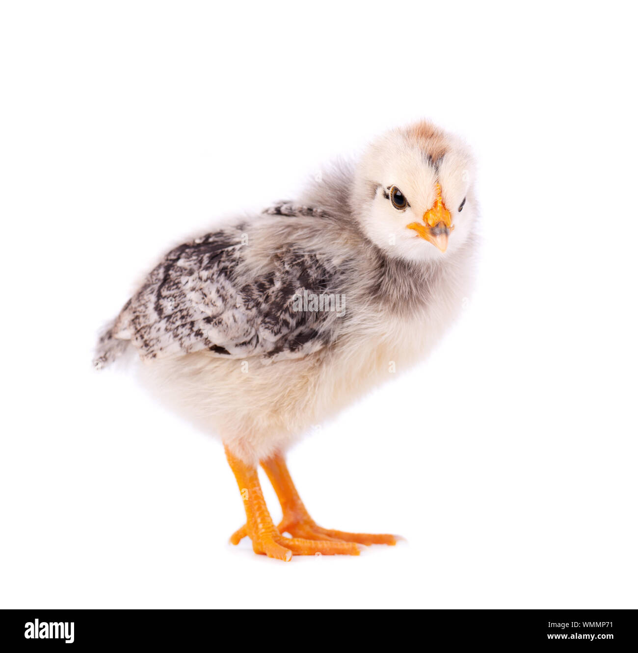 Small chicken isolated on white background. Newborn chicken with ...