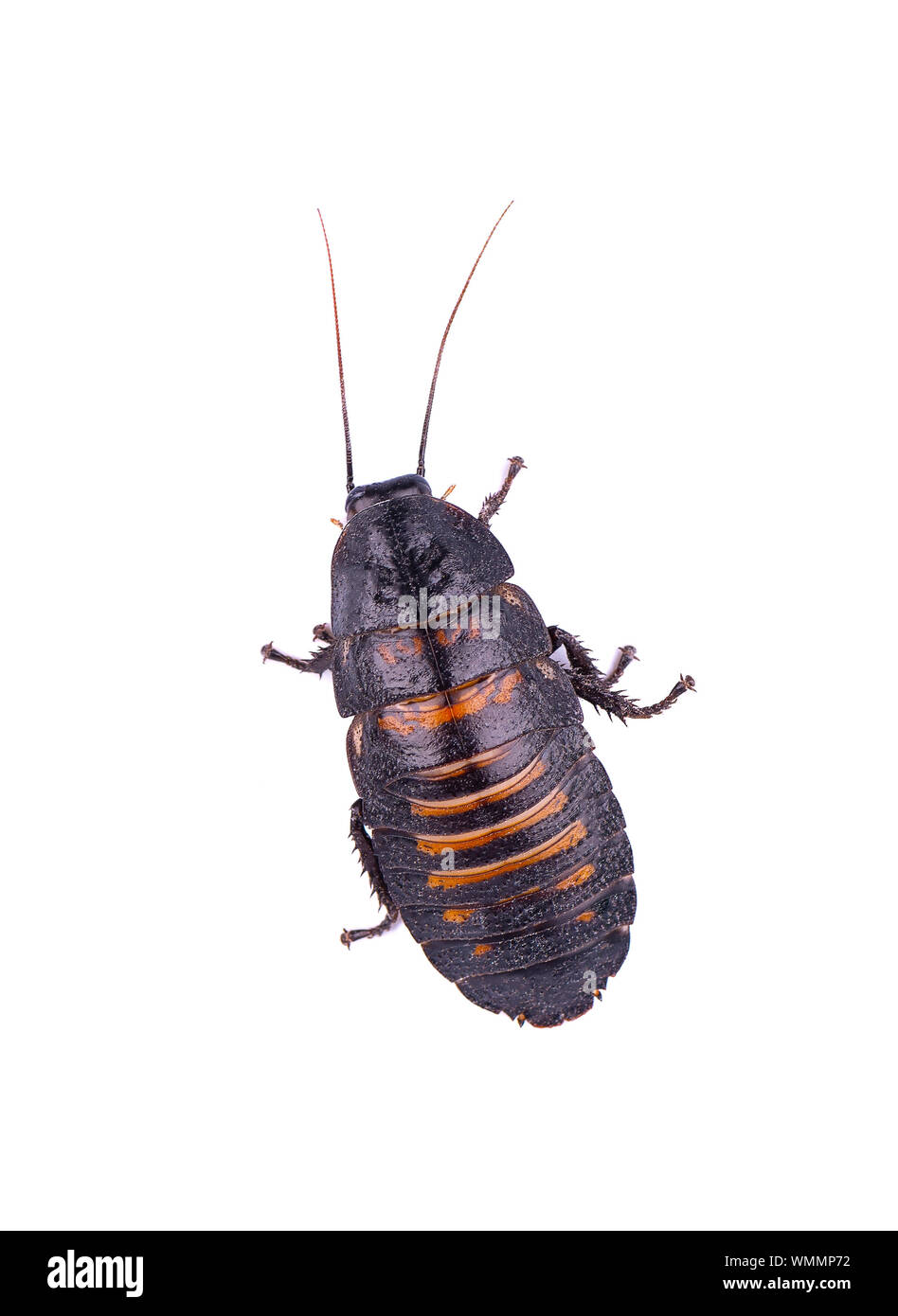 Madagascar hissing Cockroach isolated on white background Stock Photo ...