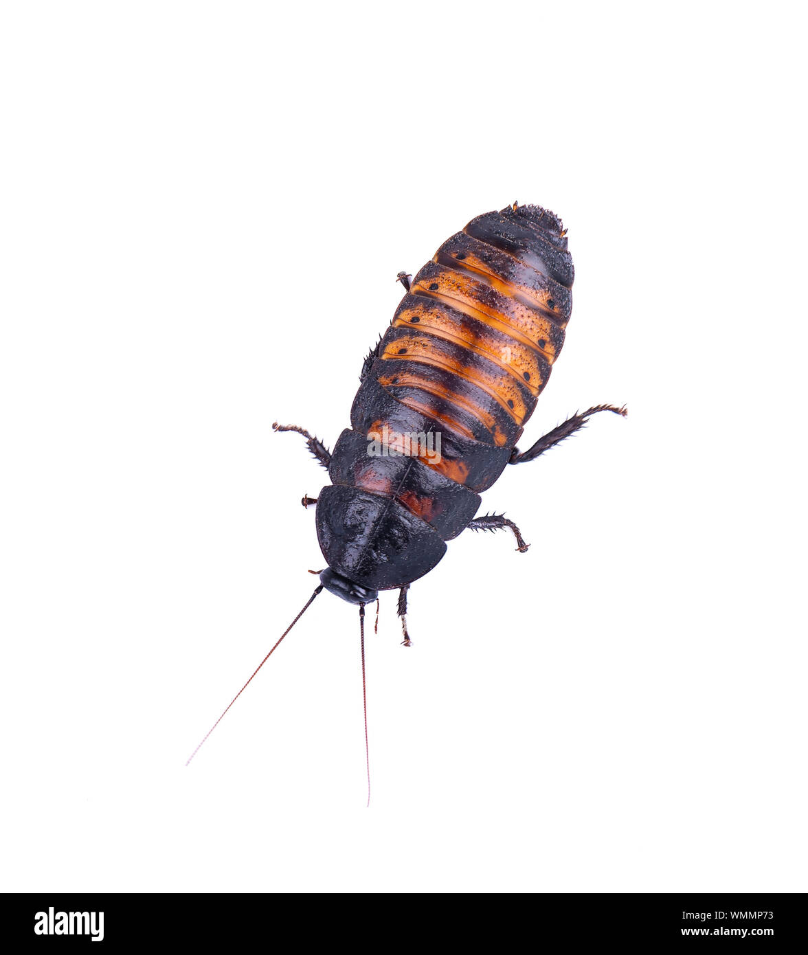 Cockroach detail Cut Out Stock Images & Pictures - Alamy