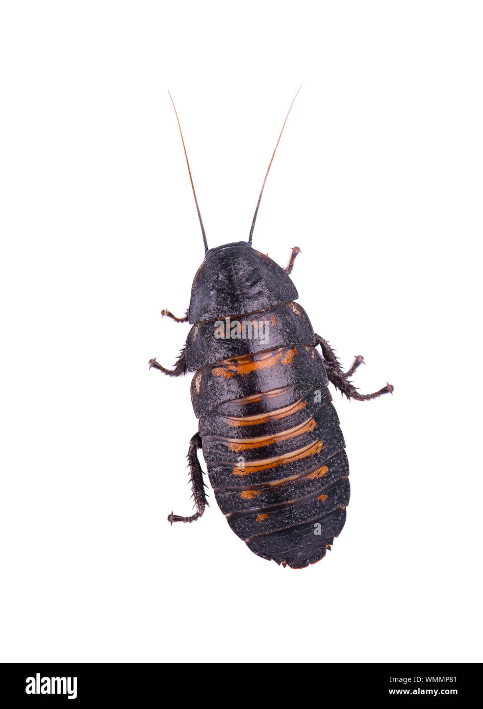 Madagascar hissing Cockroach isolated on white background Stock Photo ...