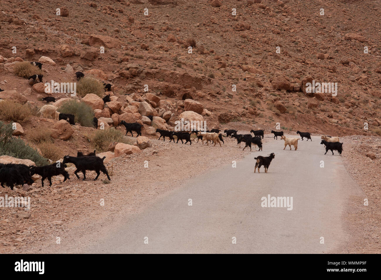 Goats crossing road hi-res stock photography and images - Alamy